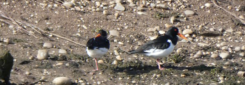 Transforming the Trent Valley